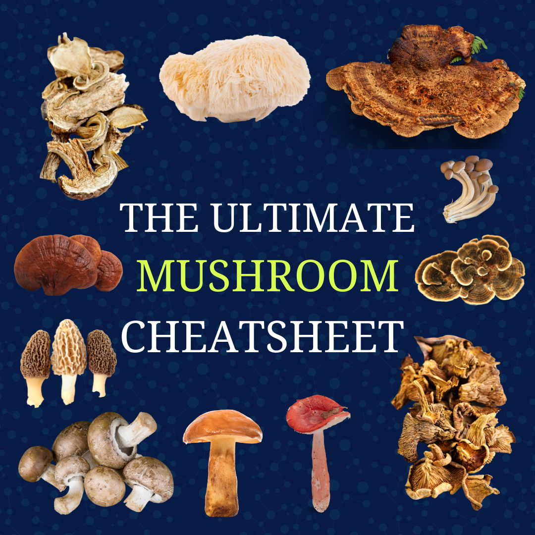 The Ultimate Mushroom Cheatsheet – Stack Supplements